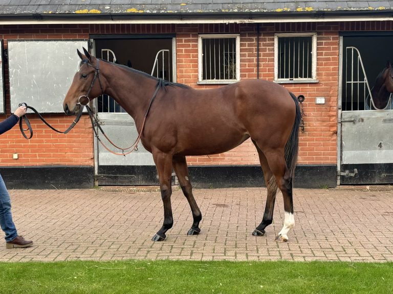 Horses For Sale | James Tate Racing